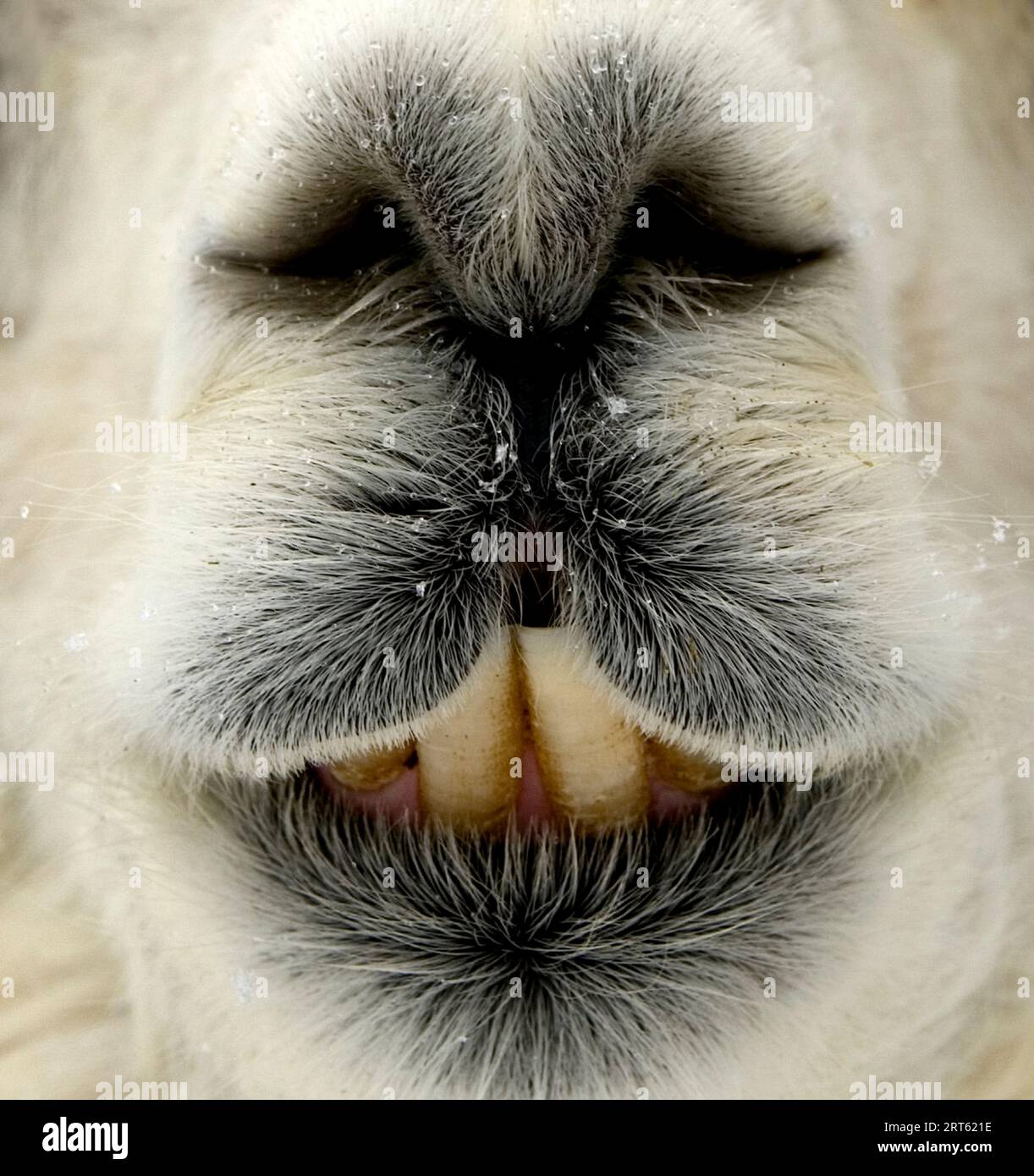 Alpaca portrait, Maine, New England Stock Photo - Alamy