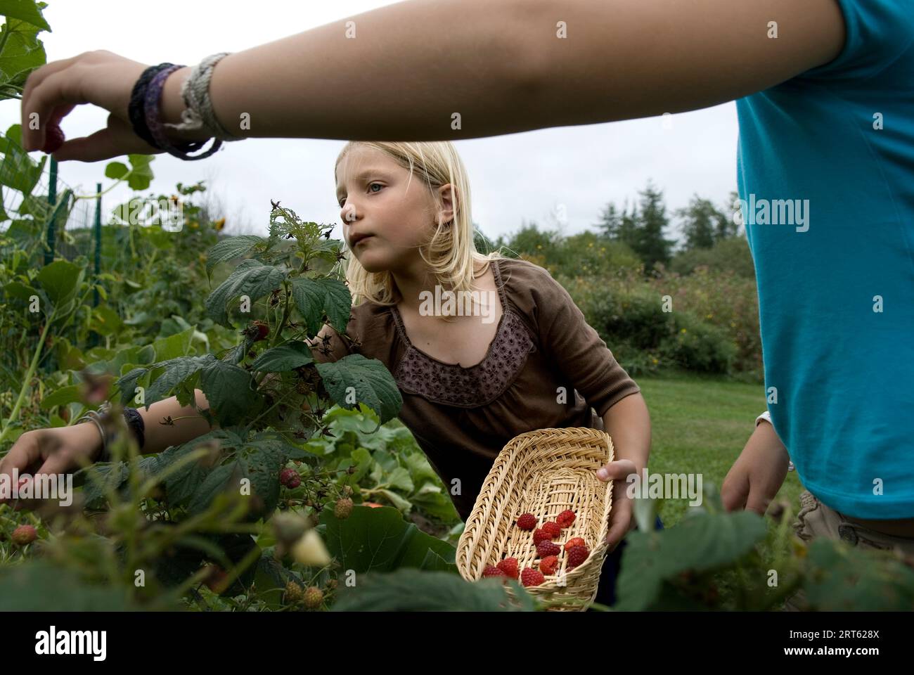 Two girls picking fresh raspberries in a backyard garden, Maine Stock ...