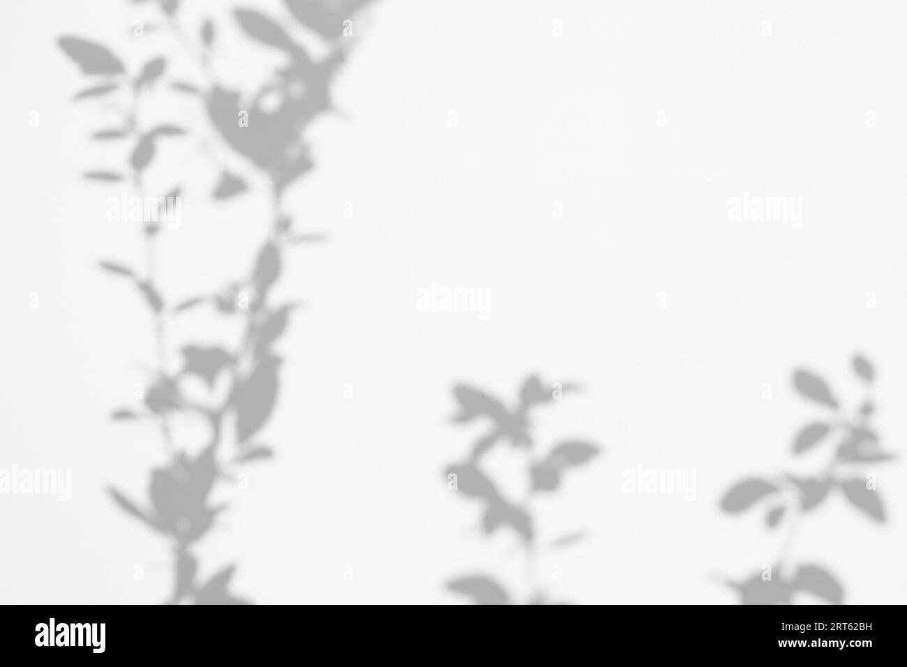 Abstract gray silhouette of tree branch. White wall background ...