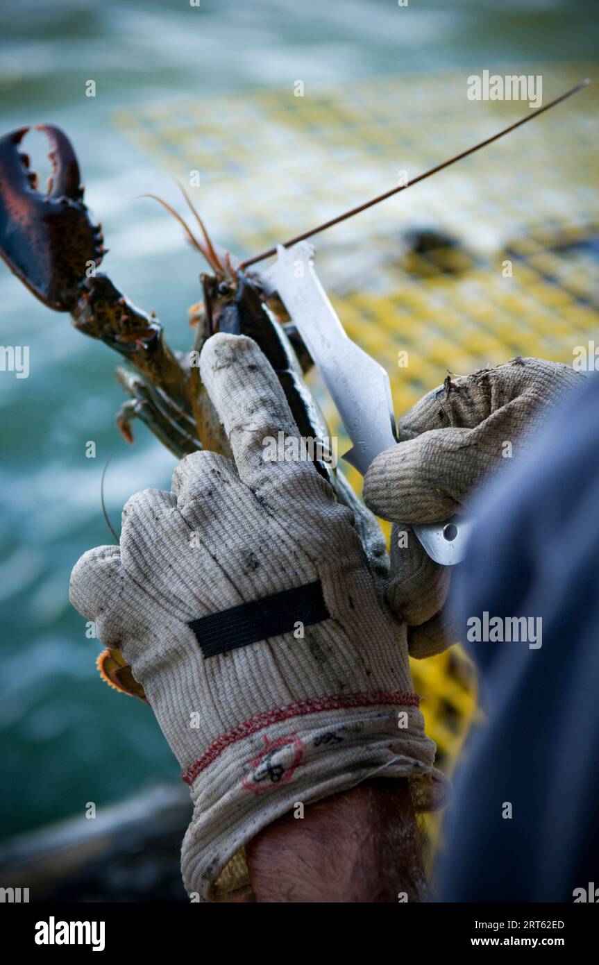 Measuring lobster hi-res stock photography and images - Alamy