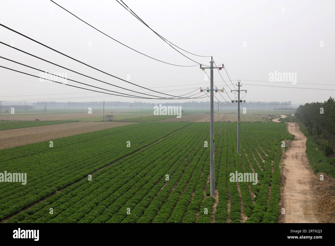 Peanut Plants in the Farmland and Wire pole Stock Photo - Alamy