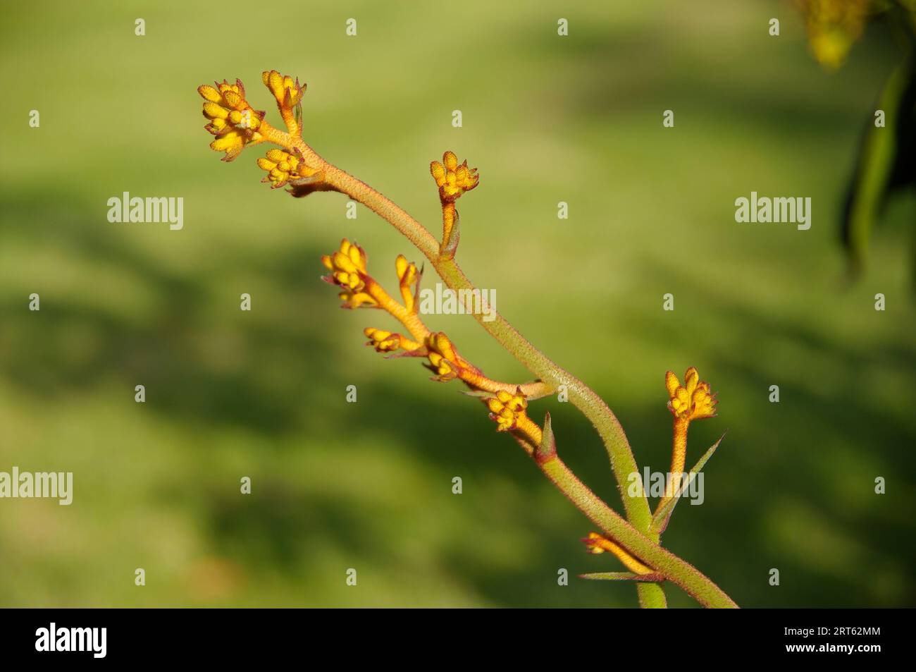 Stem of unopened buds of Australian Kangaroo Paw, Anigozanthos, flowers ...