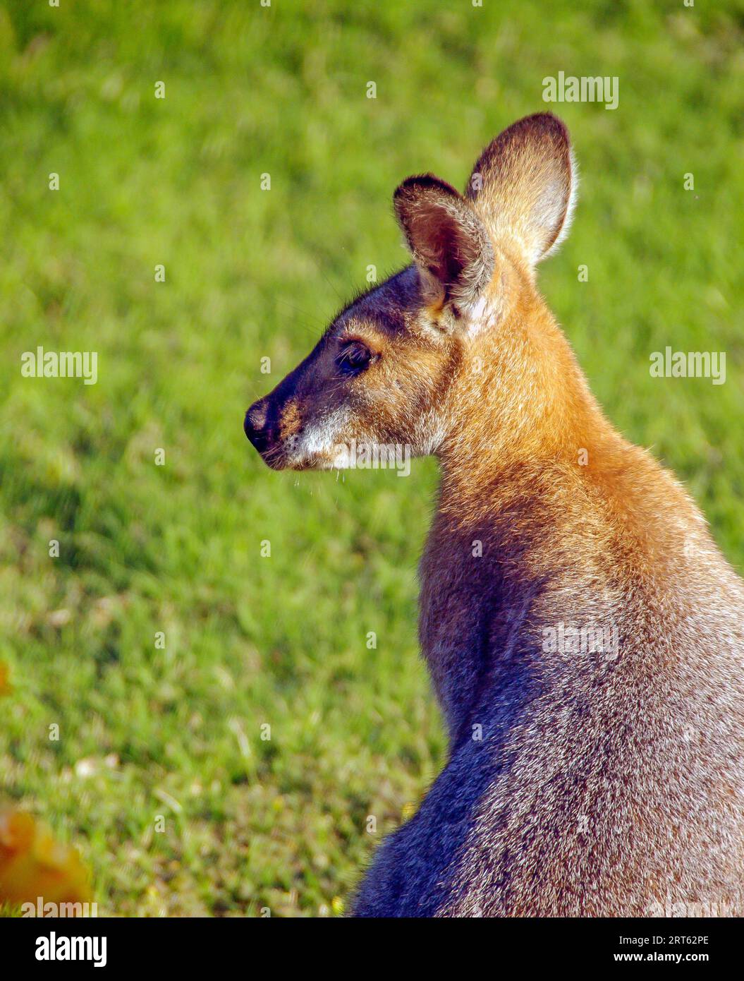 Profile portrait of a wild red-necked wallaby, Macropus rufogriseus ...