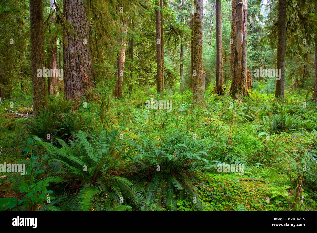 The lush Hoh Rainforest of Olympic National Park located on the Olympic ...