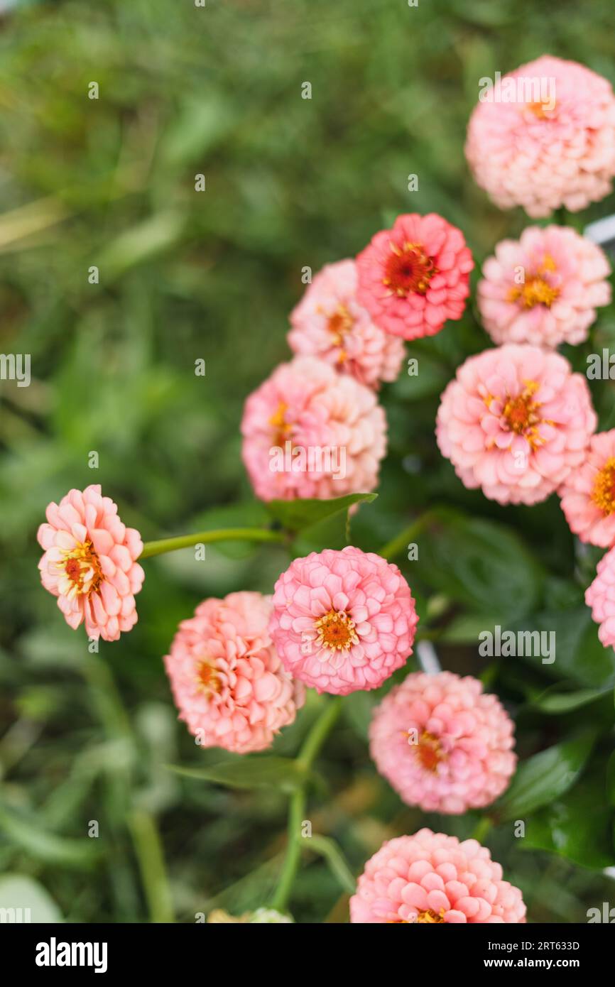 20 cut hi-res stock photography and images - Alamy