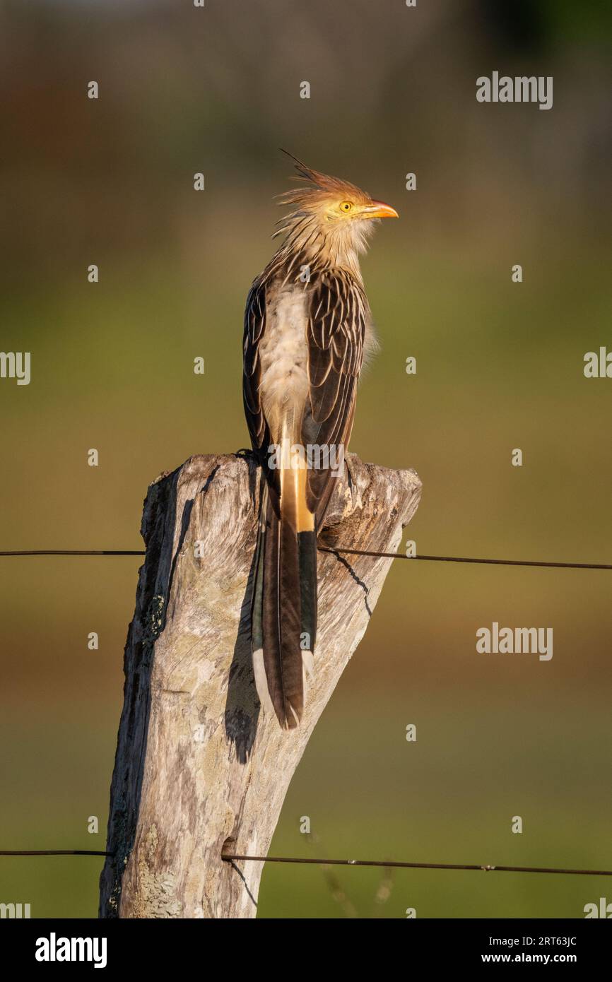 Beautiful view to Guira Cuckoo bird in the Miranda Pantanal Stock Photo ...
