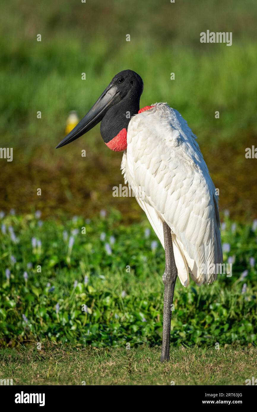 Beautiful view to Jabiru Stork bird in the Miranda Pantanal Stock Photo ...