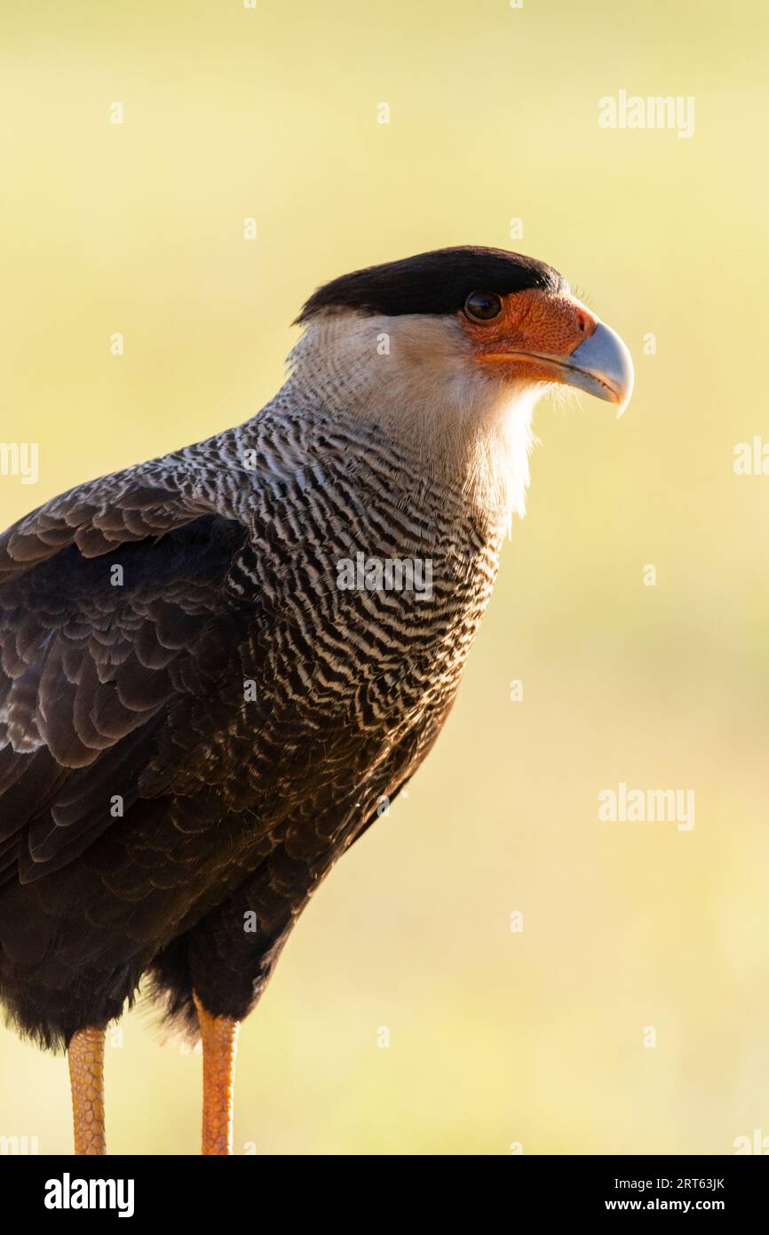 Beautiful view to Crested Caracara Hawk in the Miranda Pantanal Stock ...