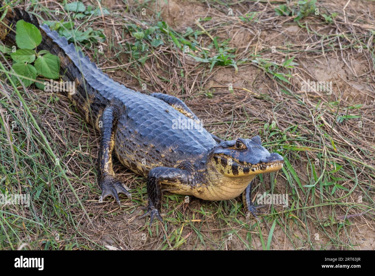 Beautiful view to Paraguay Caiman in the Miranda Pantanal Stock Photo ...