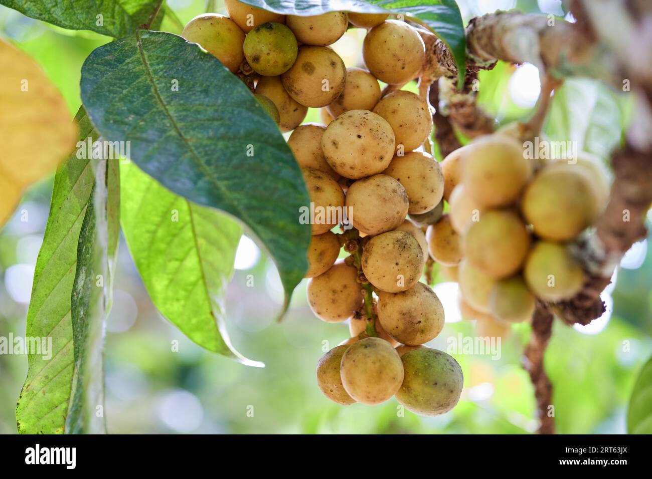 Duku longkong hi-res stock photography and images - Alamy
