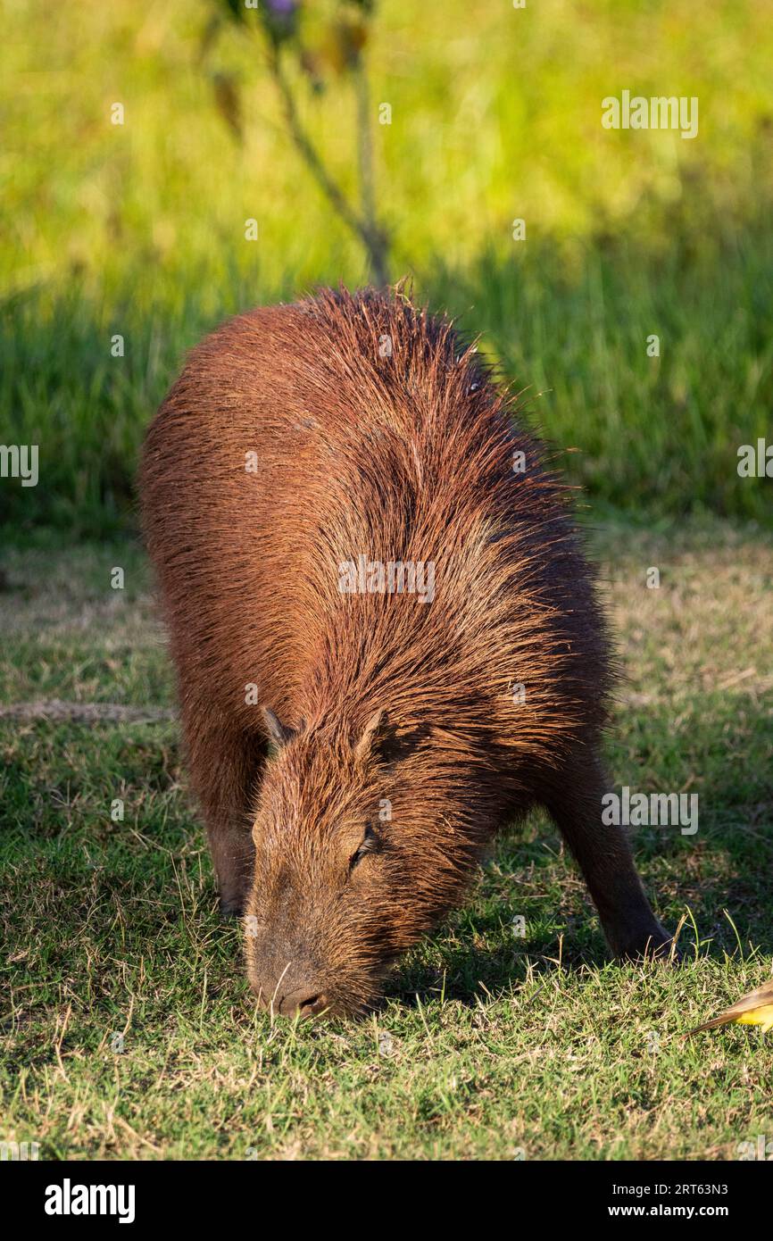 Beautiful view to Capibara rodent in the Miranda Pantanal Stock Photo ...