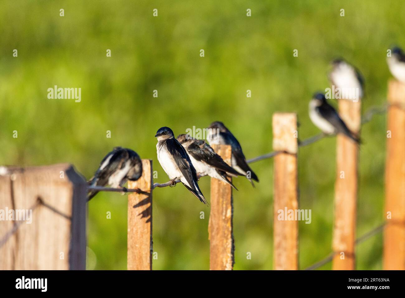 Beautiful view to swallow birds in the Miranda Pantanal Stock Photo - Alamy