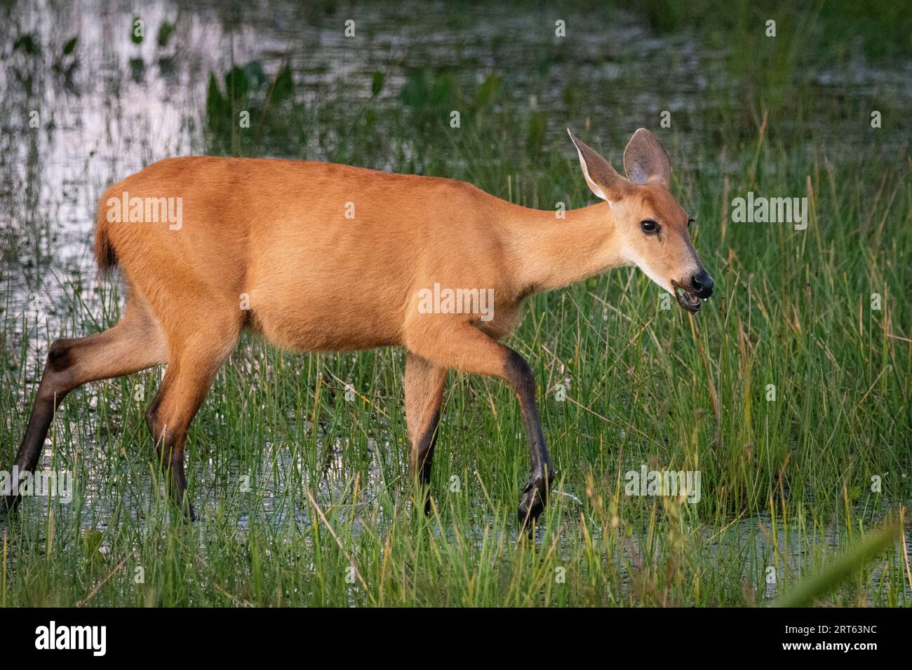 Beautiful view to Marsh Deer in the Miranda Pantanal Stock Photo - Alamy