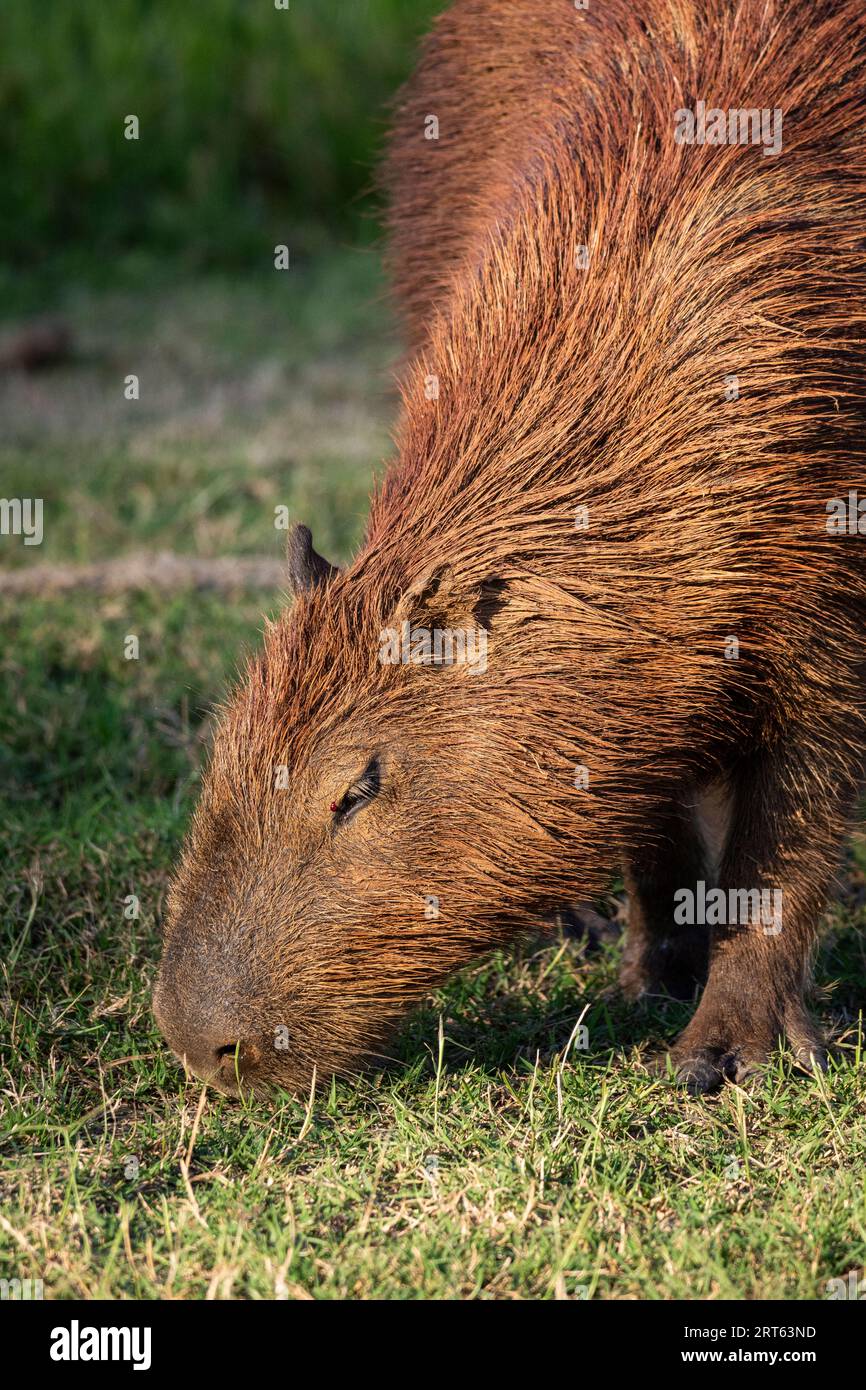 Beautiful view to Capibara rodent in the Miranda Pantanal Stock Photo ...