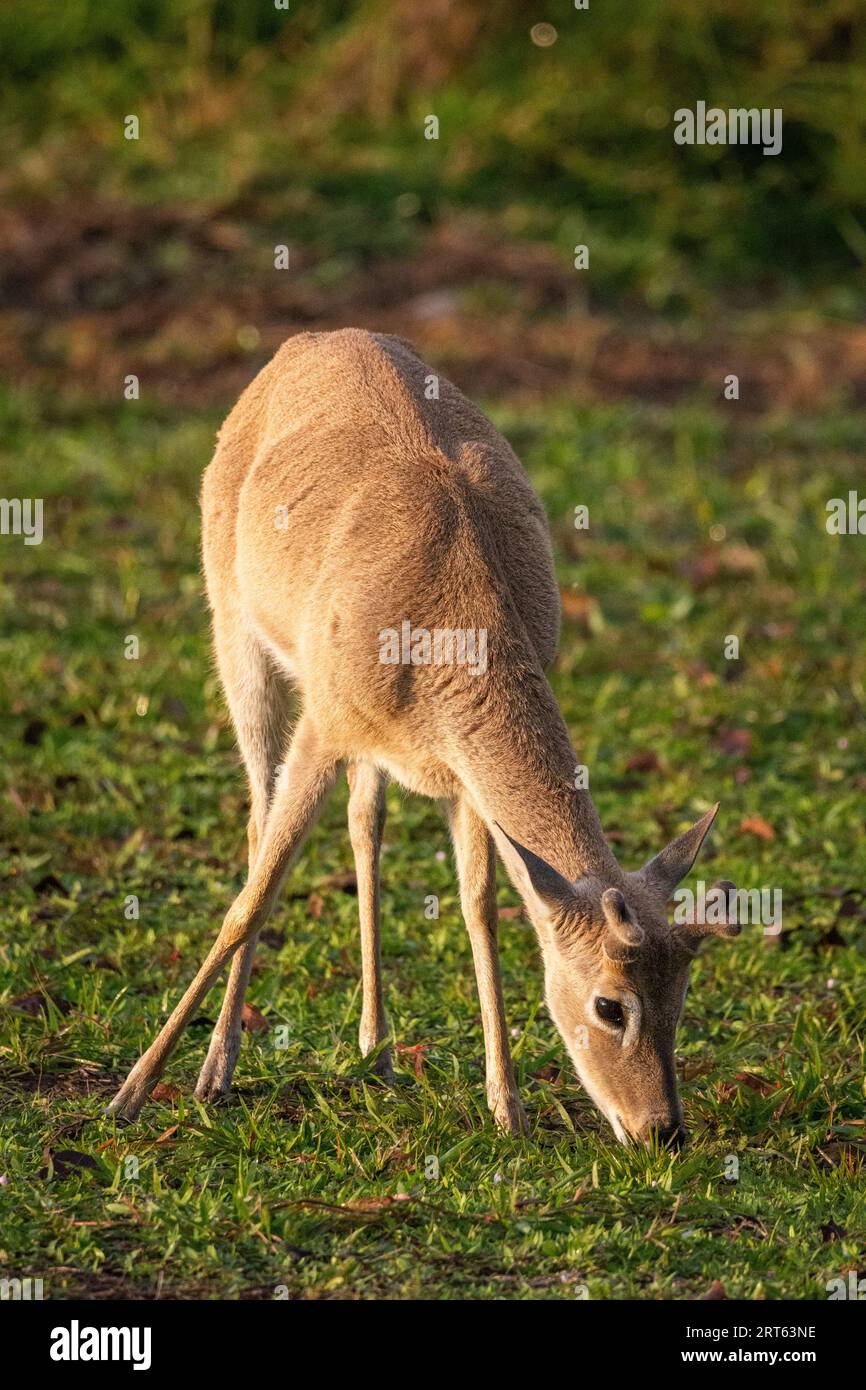 Beautiful view to pampas deer on grass fields in the Miranda Pantanal ...