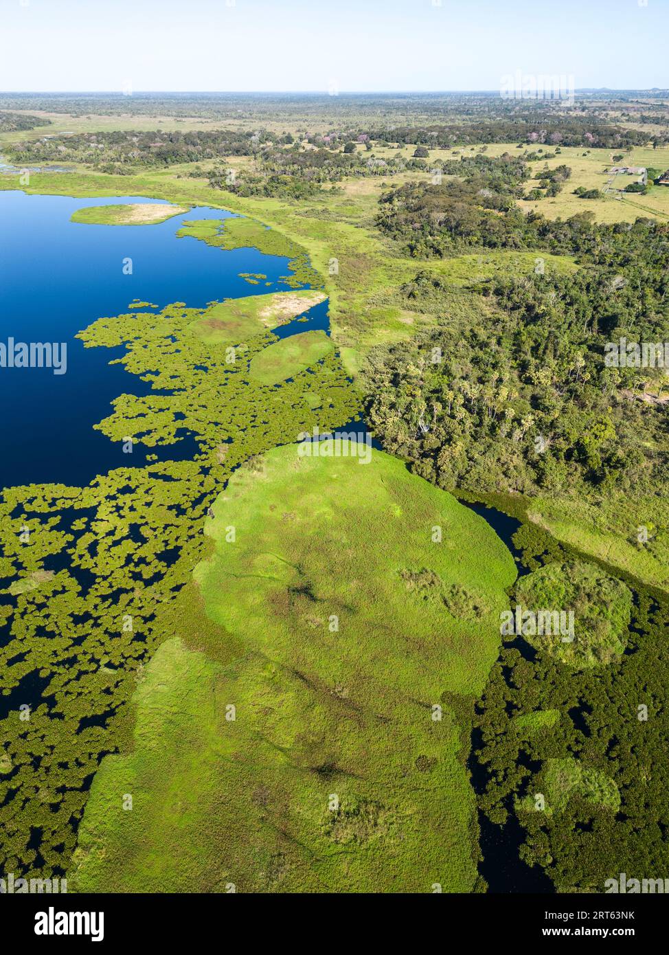 Beautiful aerial view to lake and green floating vegetation Stock Photo ...