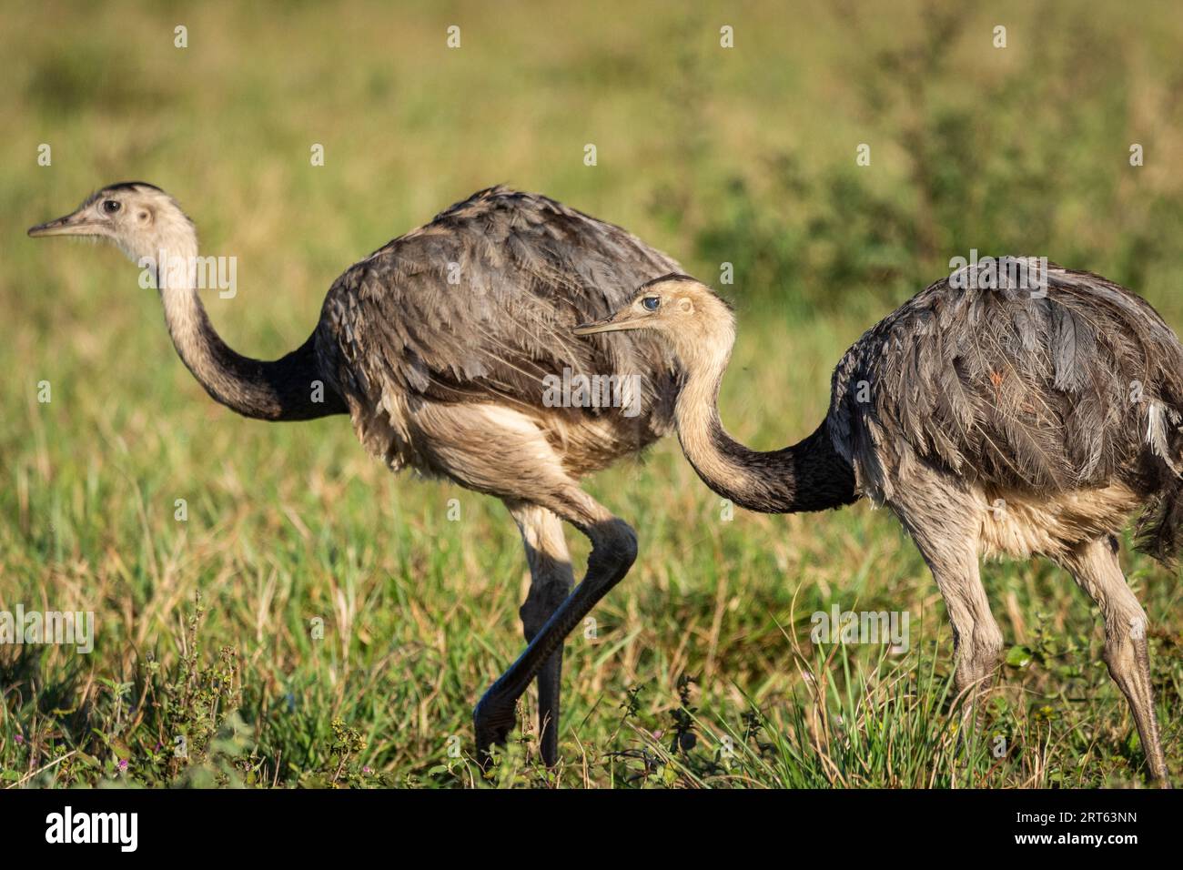 Couple greater rhea hi-res stock photography and images - Alamy
