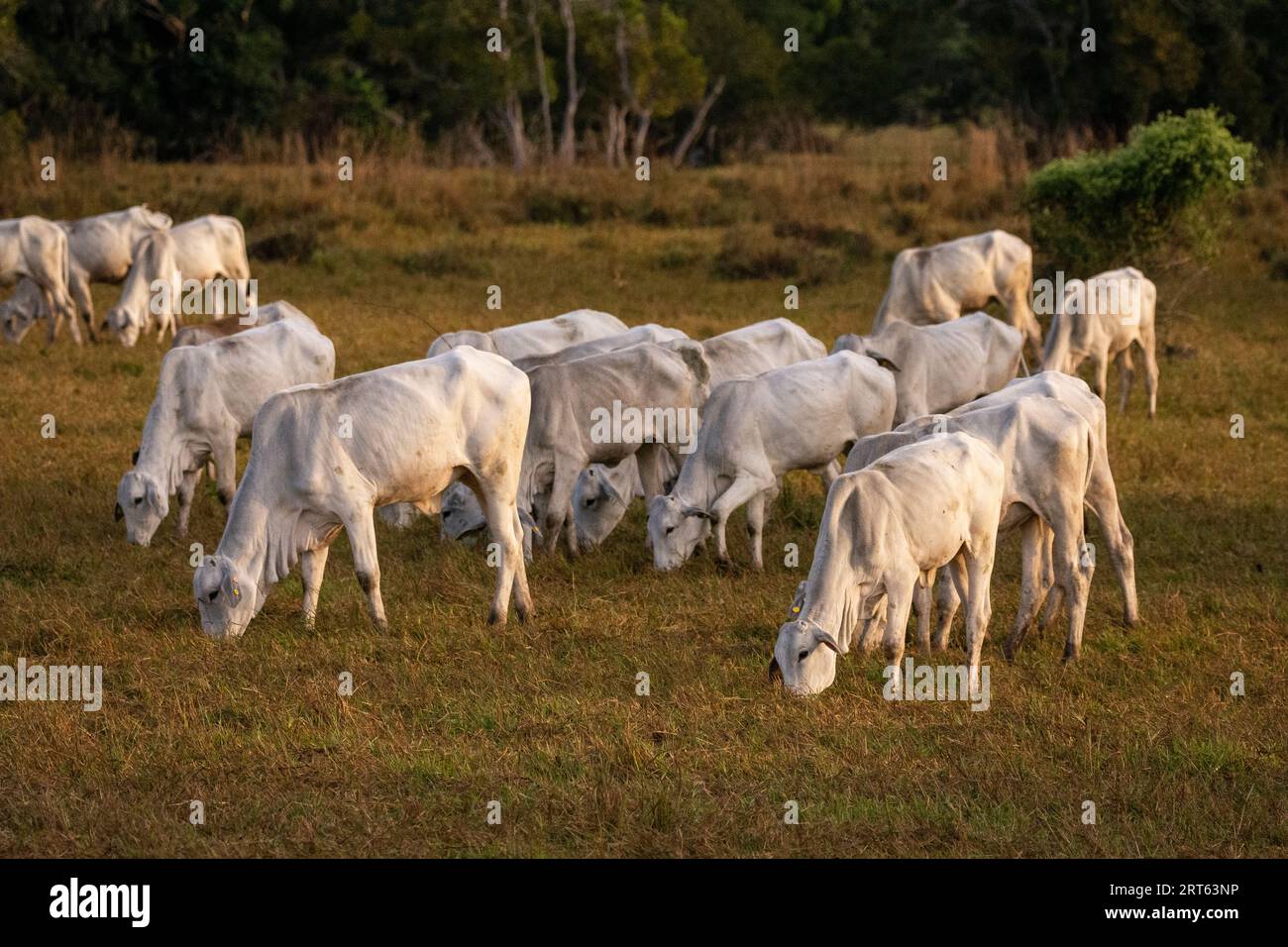 Beautiful view to cattle in the fields of the Miranda Pantanal Stock ...