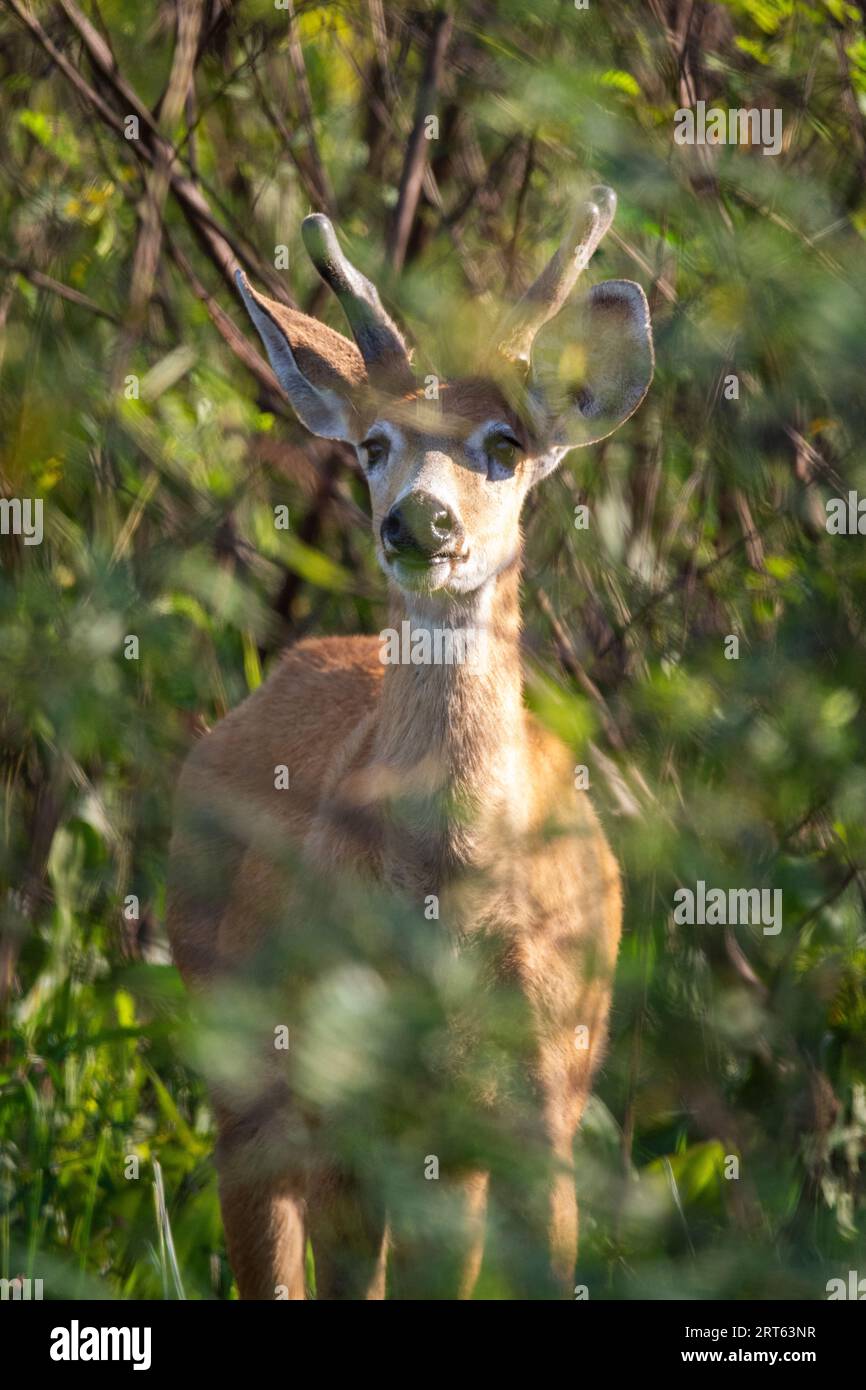 Beautiful view to Marsh Deer inside green vegetation in the Pantanal ...