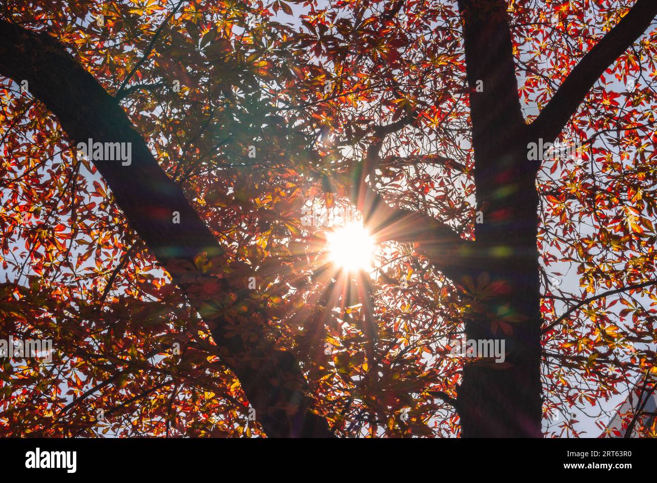 Autumn in the city. Sunshine rays through autumn leaves. Bright autumn ...