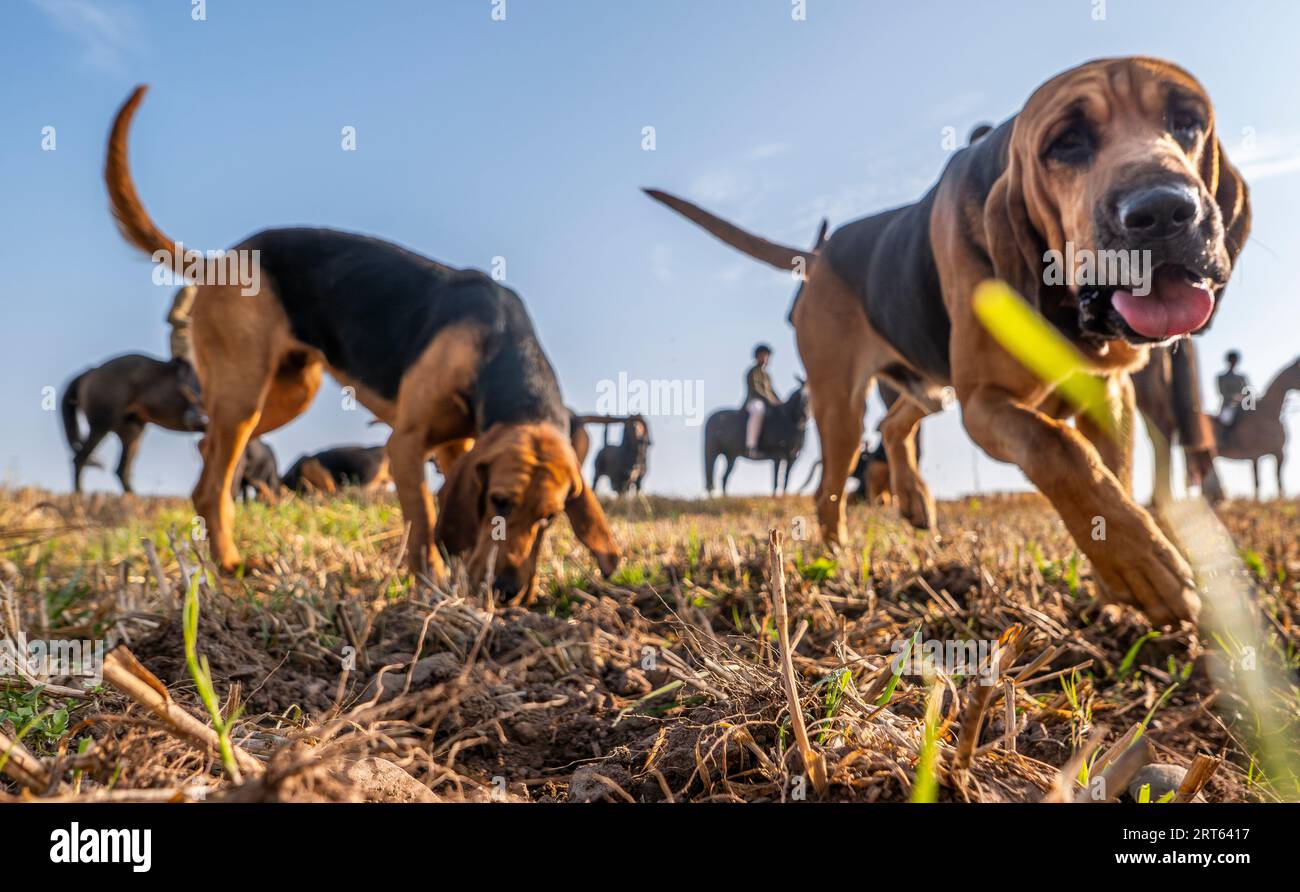 Boon, Scottish Borders, UK. 9th September 2023 Boon, Scottish Borders ...