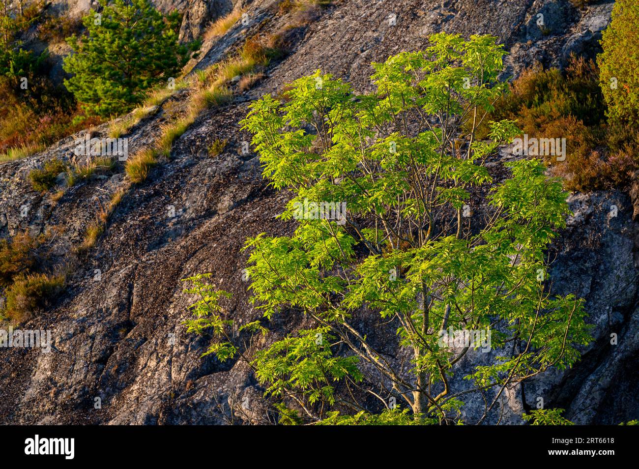 Evening sun shines on a deciduous tree with a rockface background on an ...
