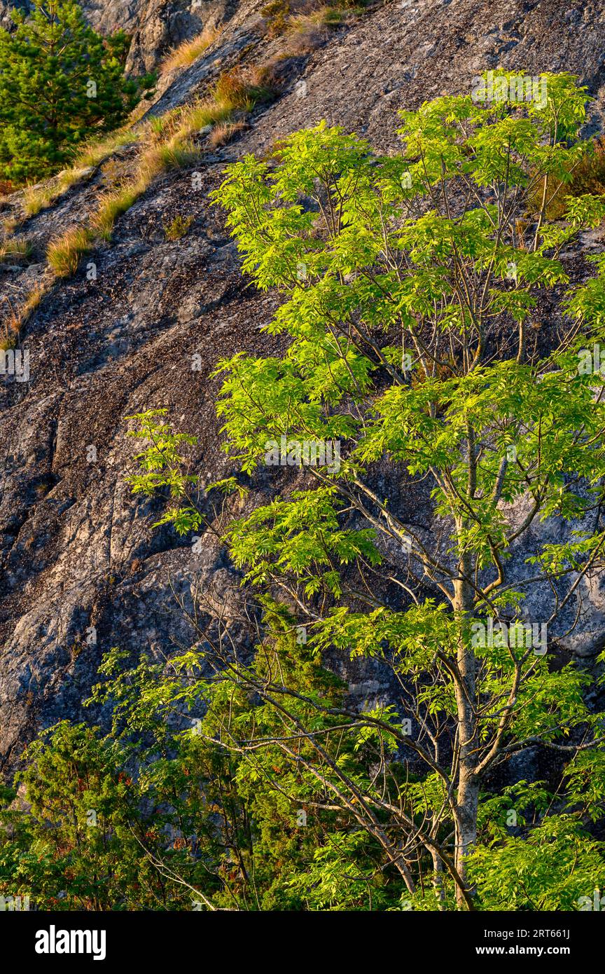 Evening sun shines on a deciduous tree with a rockface background on an ...