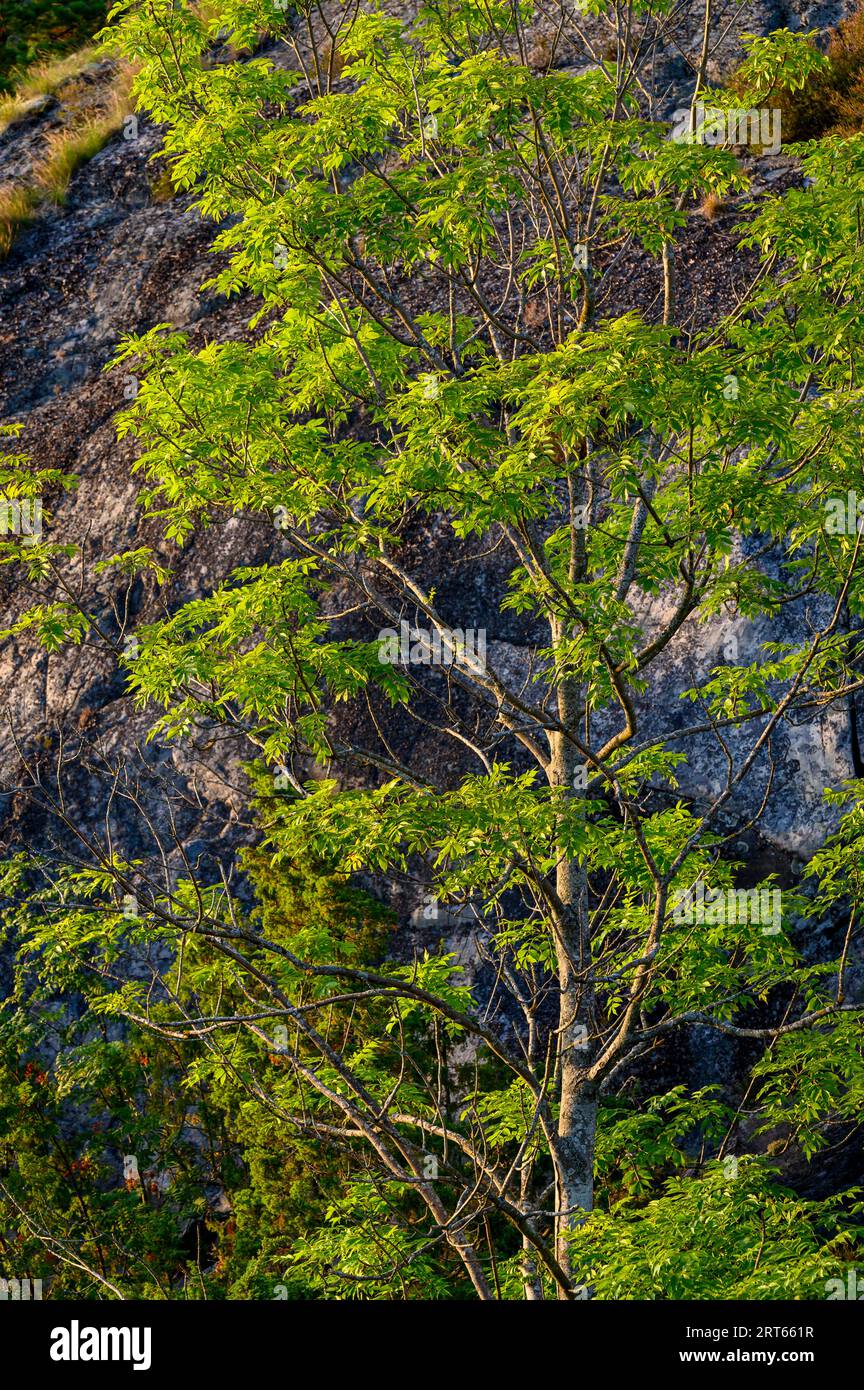 Evening sun shines on a deciduous tree with a rockface background on an ...
