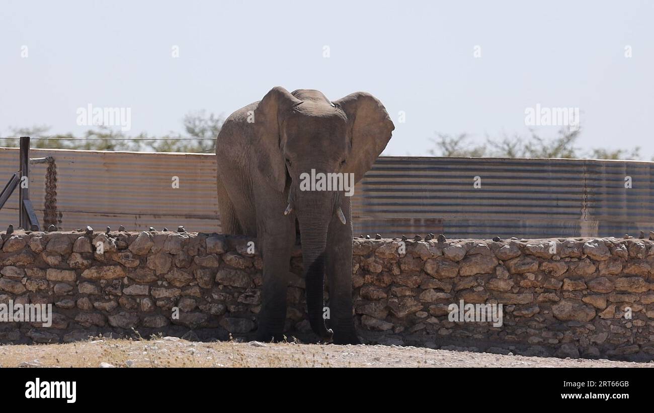 Balance proves tricky when you weigh two tons so he has to take a break ...