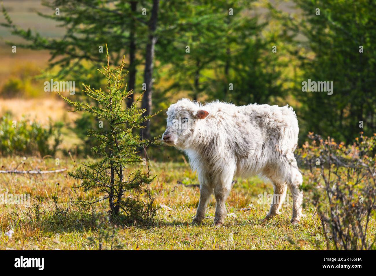 Cute young domestic Yak grazing in northern Mongolia Stock Photo - Alamy
