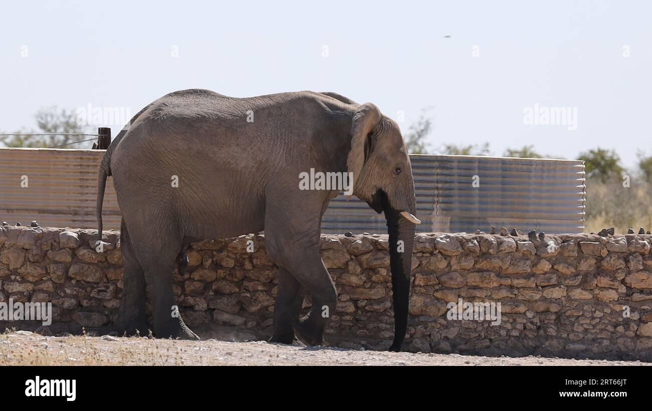 The guilty look as he walks away NAMIBIA, AFRICA HILARIOUS footage ...