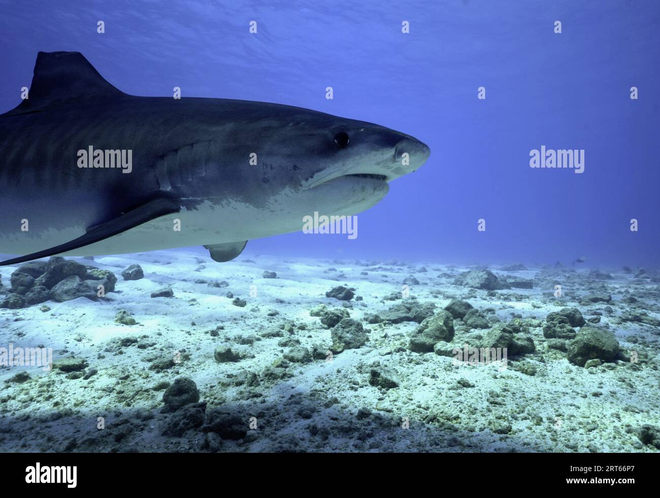 Tiger shark attack hi-res stock photography and images - Alamy