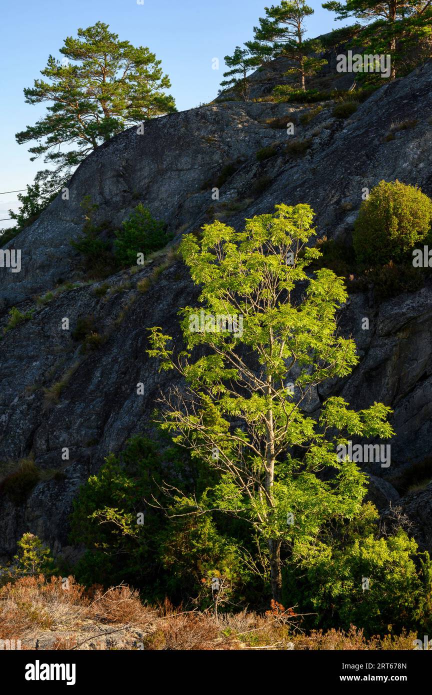 Early august sunshine hi-res stock photography and images - Alamy