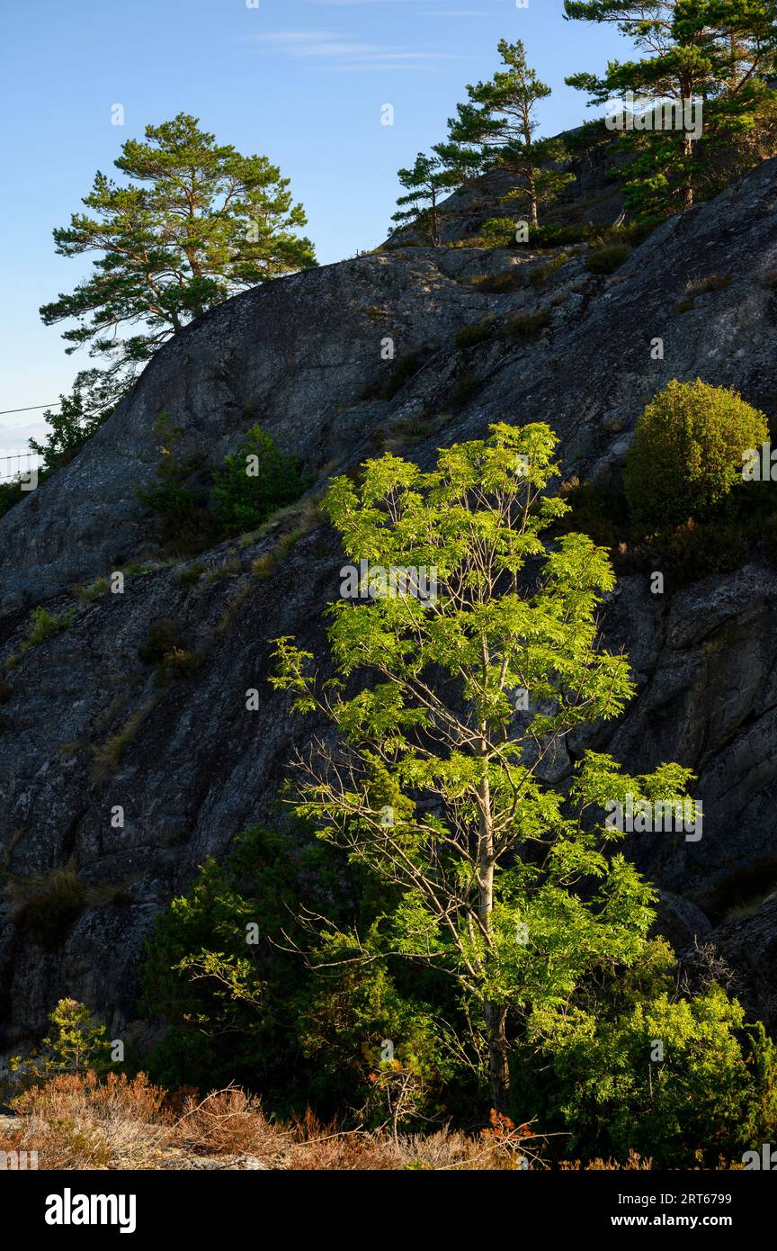 A deciduous tree lit up by early morning sun against a dark cliff ...