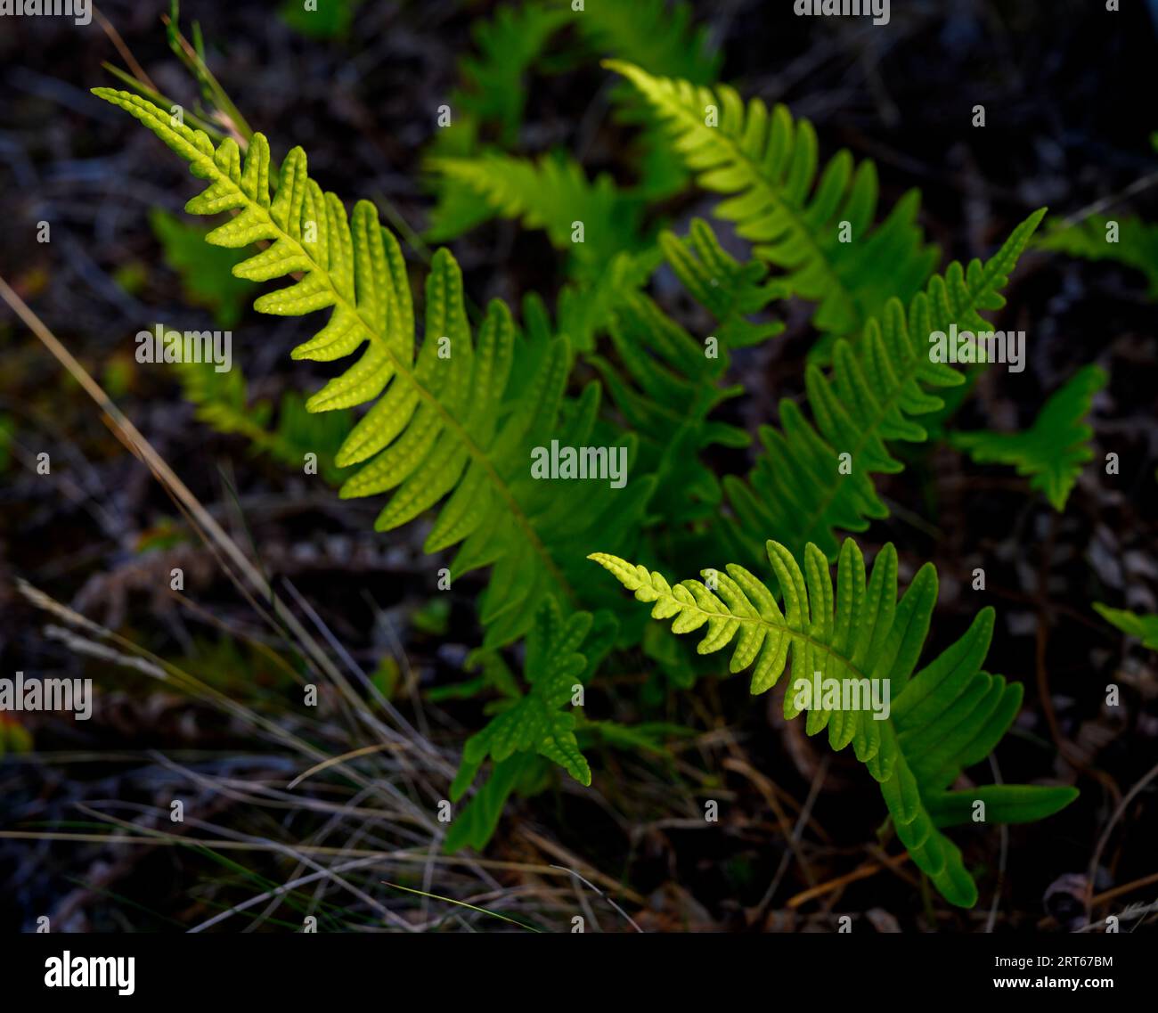 Young ferns (Polypodium vulgare) lit up by early morning sun against a ...