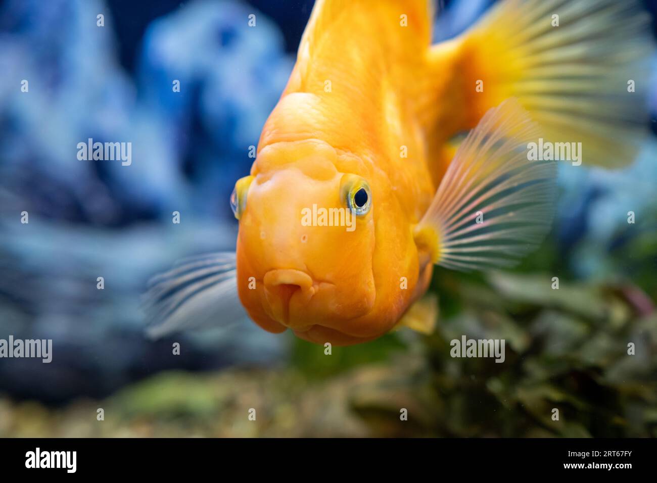 Orange parrot fish in the aquarium. Red Parrot Cichlid. Aquarium fish ...