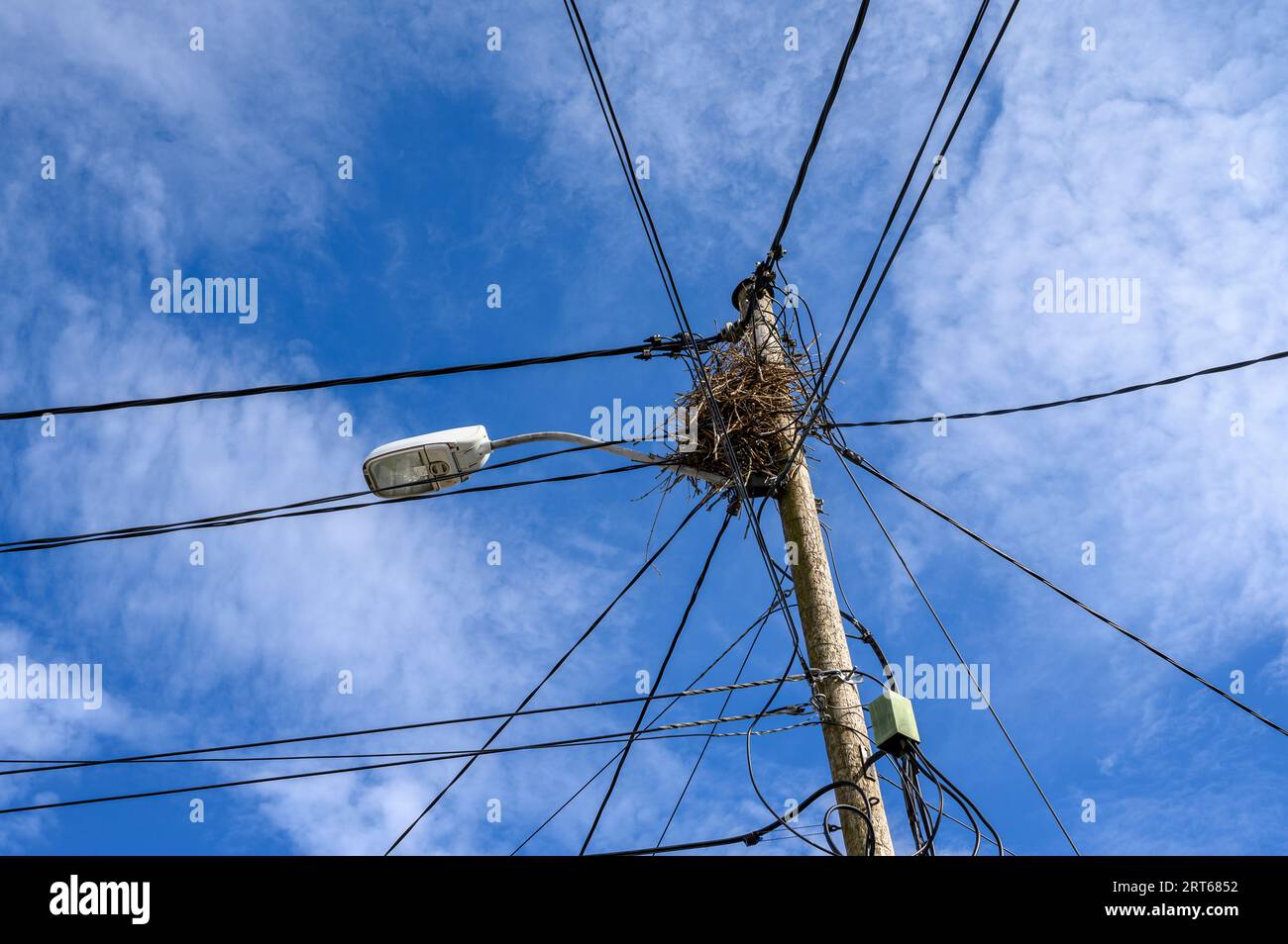 Online: Birds nest high up in telegraph pole mixed up with telecomms ...