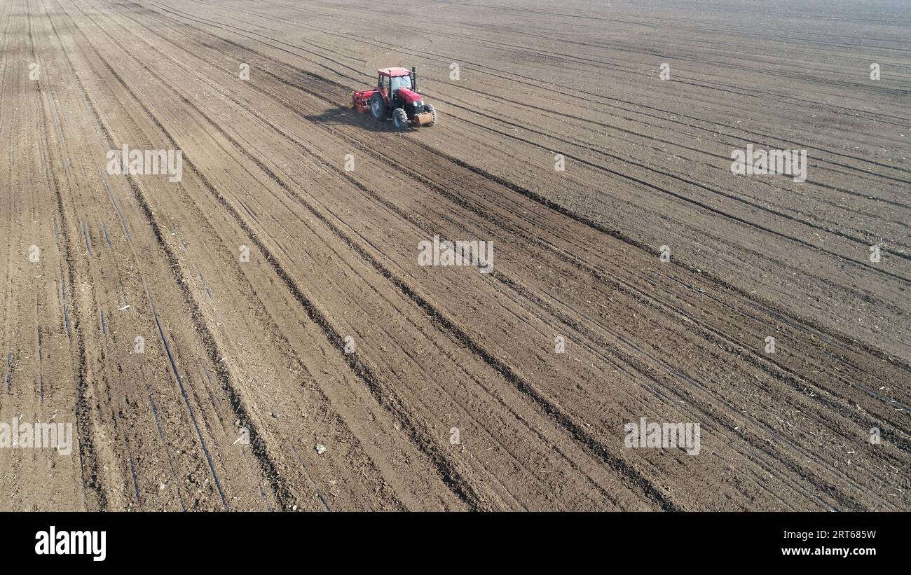 Rotary tiller planters grow peas on farms, Luannan County, Hebei ...