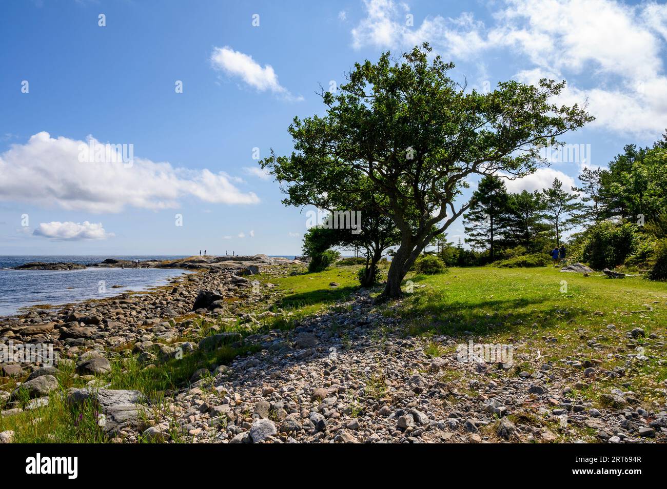Windswept, gnarled black alder trees standing exposed to the elements ...