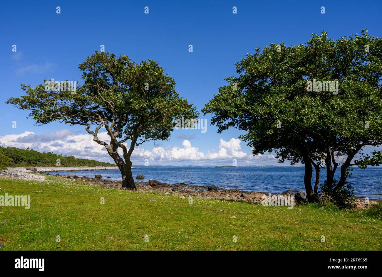 Alder trees hi-res stock photography and images - Alamy