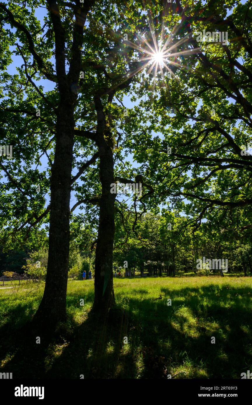The sun beams through branches of oak trees with people walking in the ...