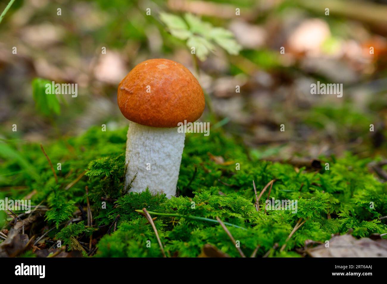 A single orange oak bolete fungus or aspen bolete (Leccinum ...