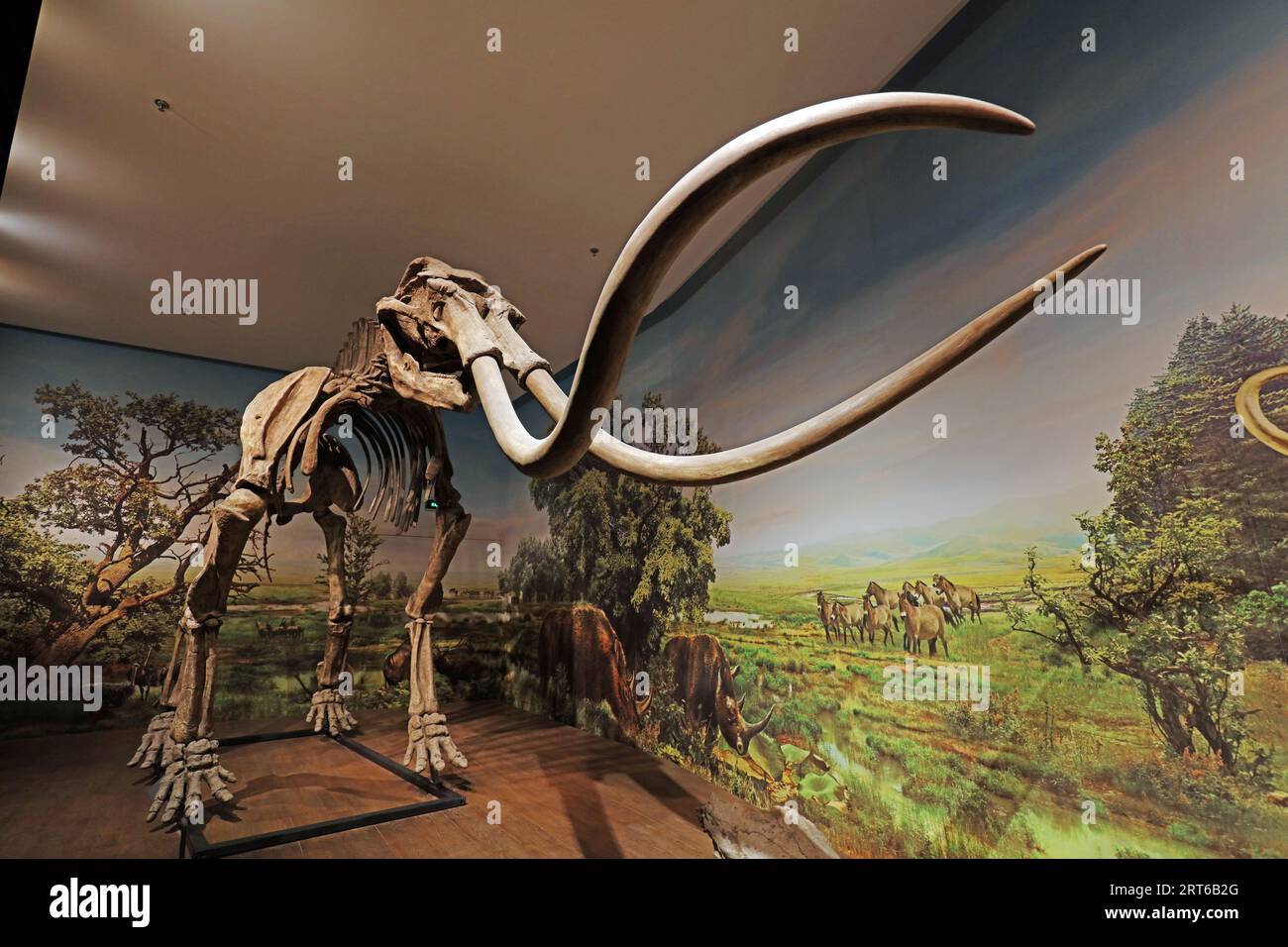 Elephant anatomy hi-res stock photography and images - Alamy