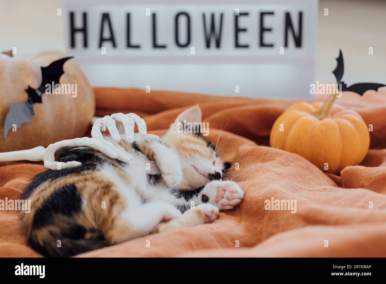 Hands of skeleton stretch behind sleeping kitten on halloween sign ...