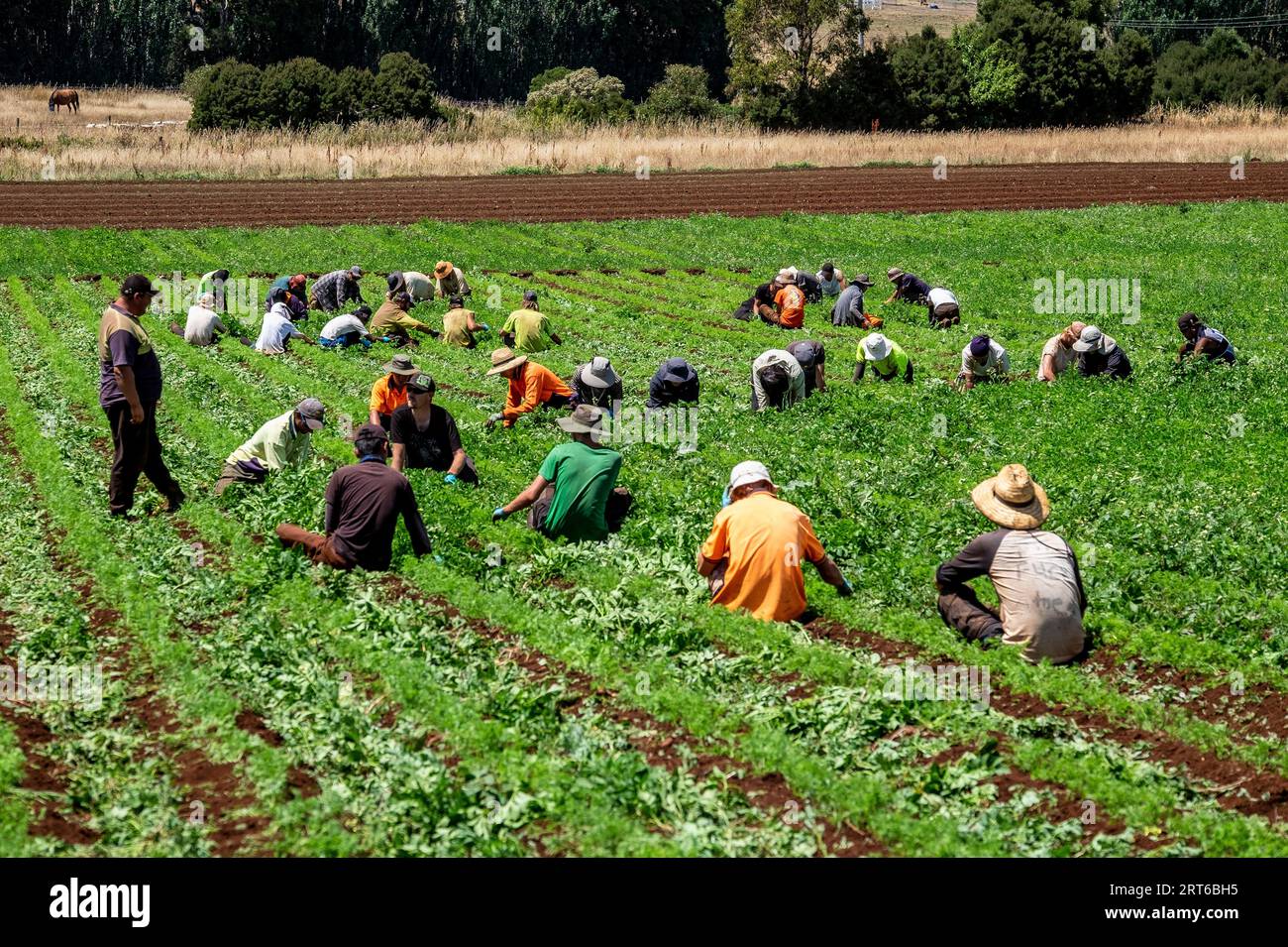 Casual farm field workers hand weeding rows of organically grown ...