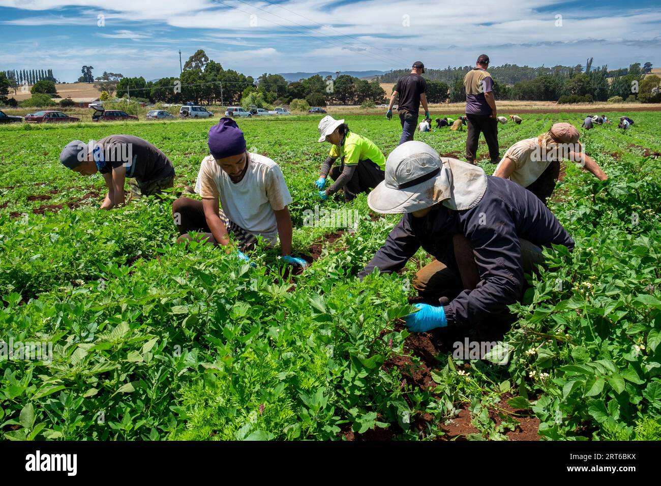 Casual farm field workers hand weeding rows of organically grown ...