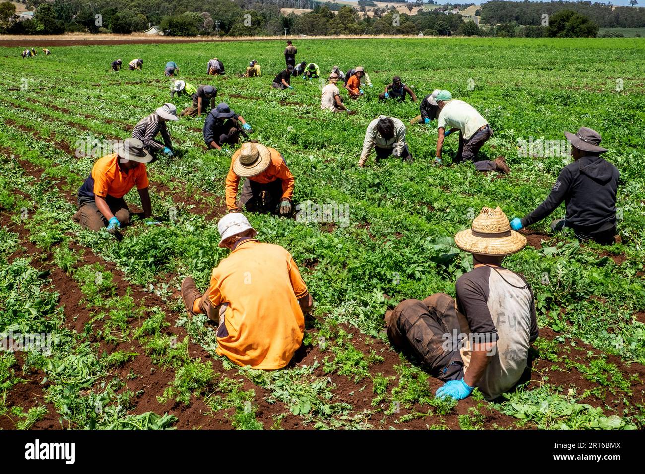 Casual farm field workers hand weeding rows of organically grown ...