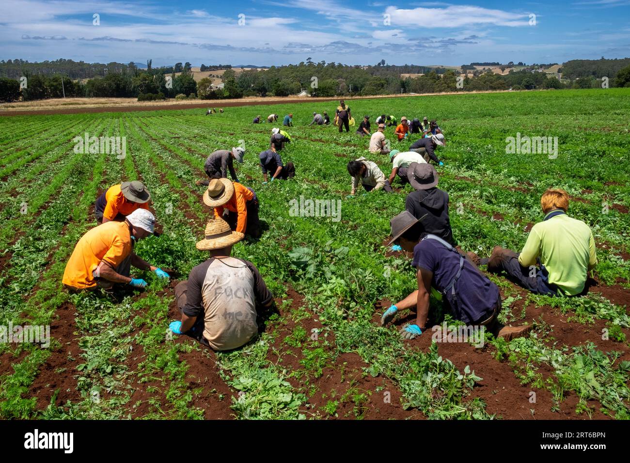 Casual farm field workers hand weeding rows of organically grown ...