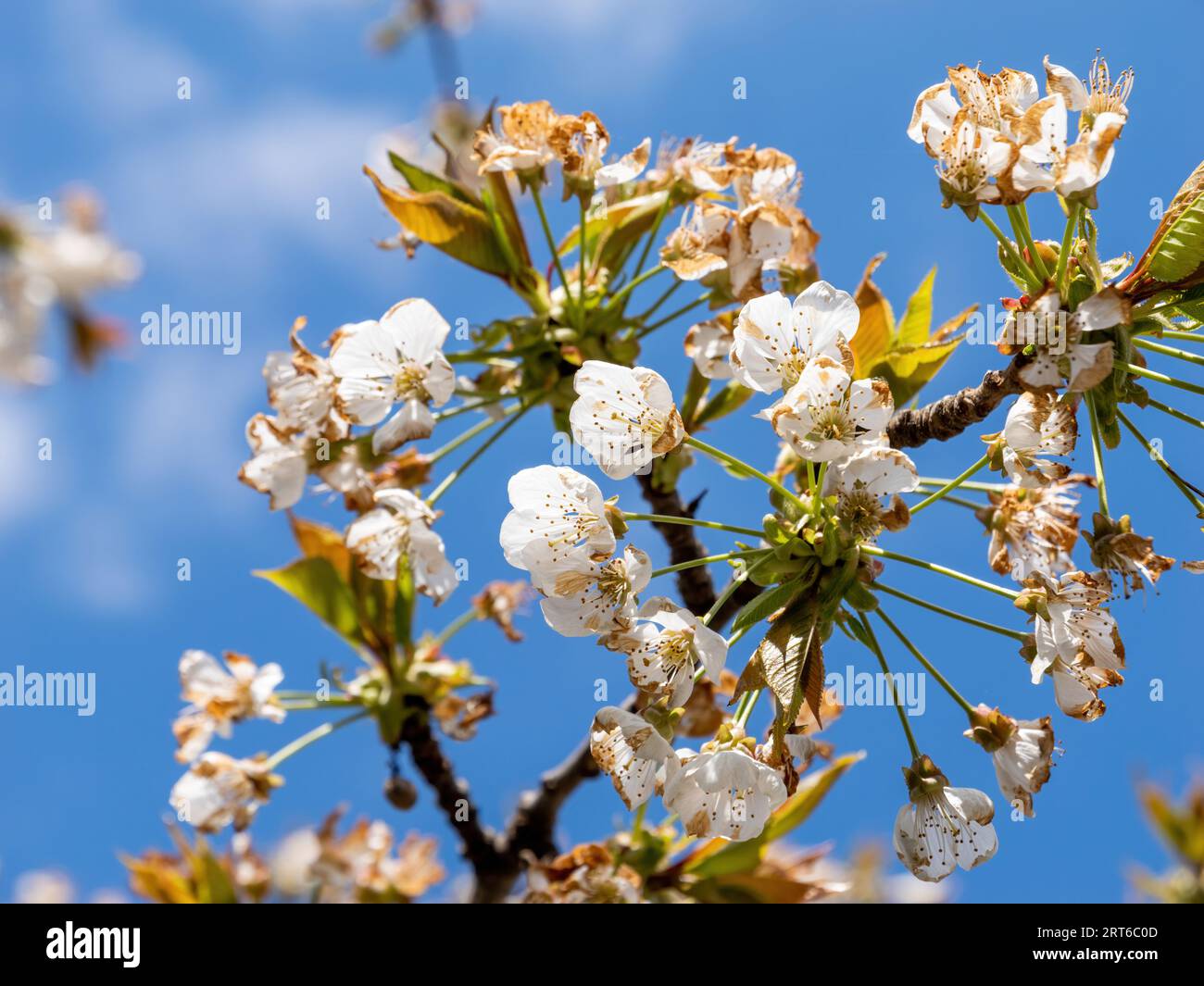 The magnificence of a blooming Sakura tree is unveiled in a detailed ...