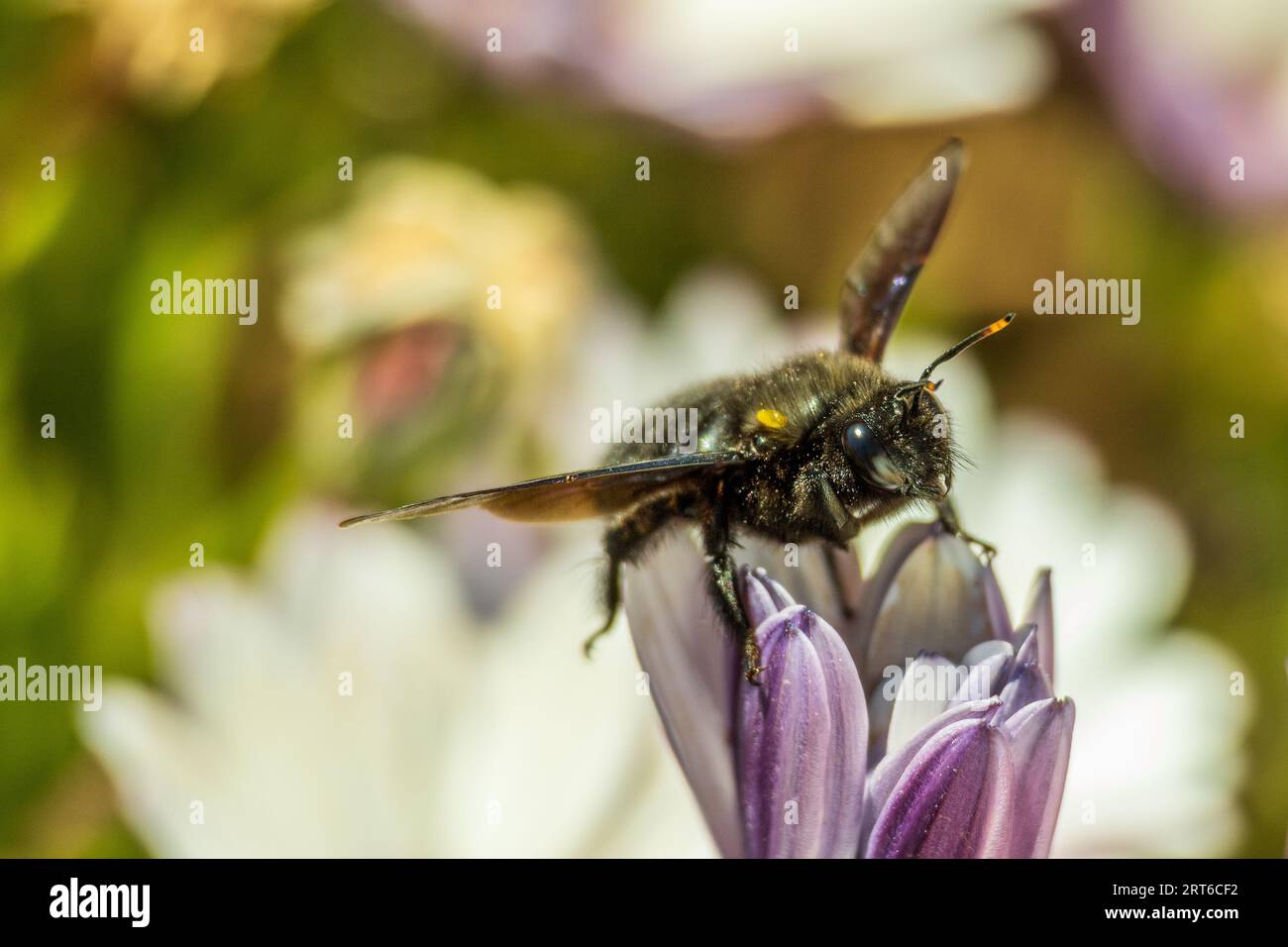 Xylocopa violacea, Violet Carpenter Bee on a White Daisy Flower Stock ...